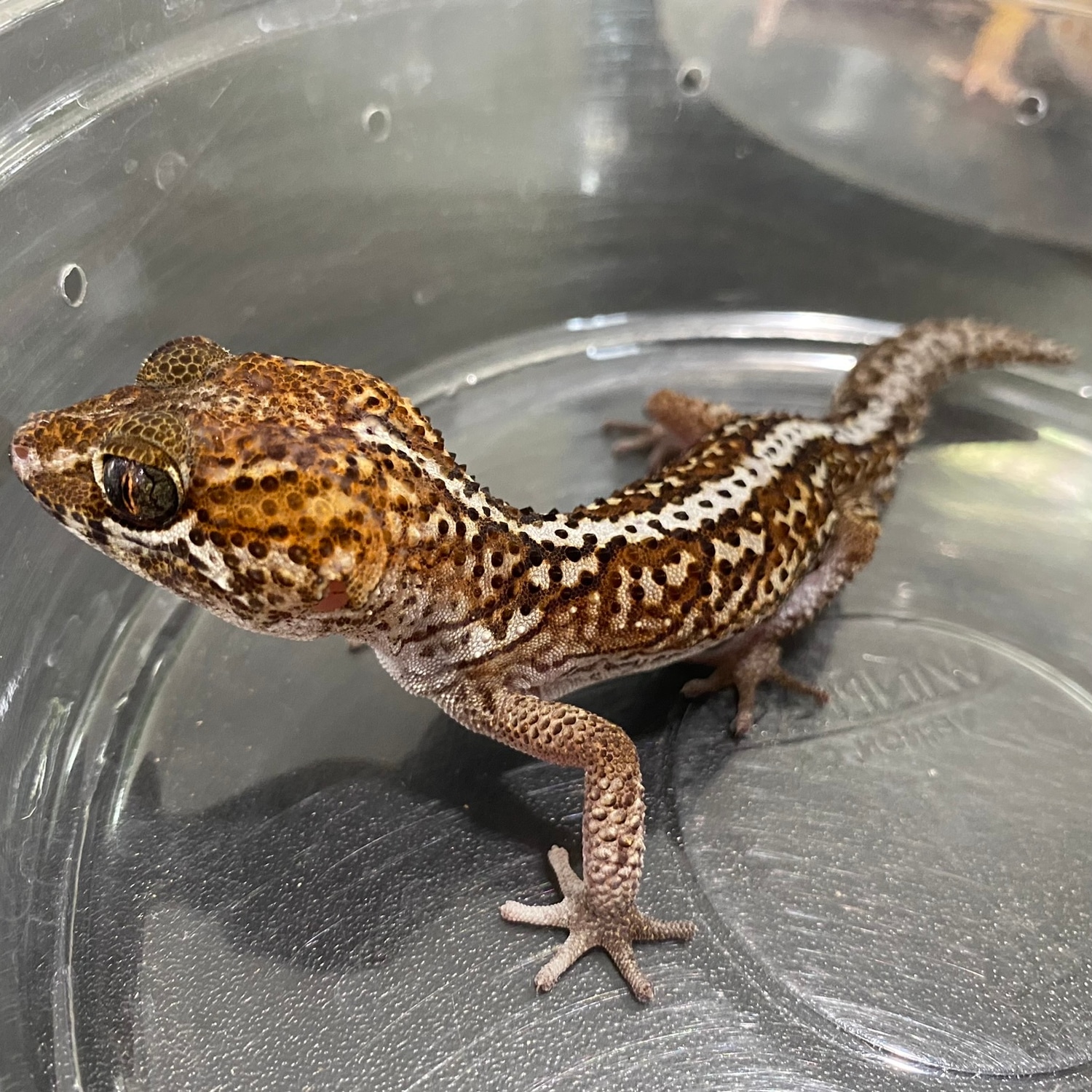 Striped Pictus Gecko (Paroedura Pictus) More Gecko by Predator and Prey ...