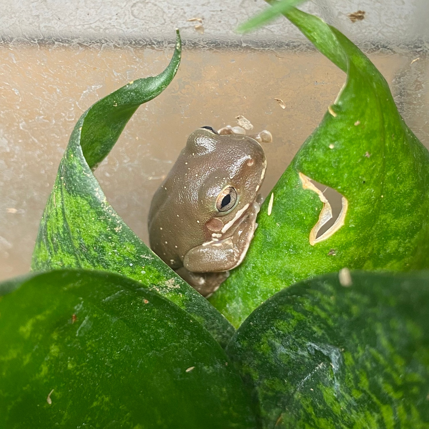“SnowFlakes” White's Tree Frog by Predator and Prey Exotics - MorphMarket