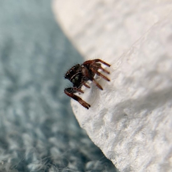 P.REGIUS (Regal Jumping Spider) by Predator and Prey Exotics