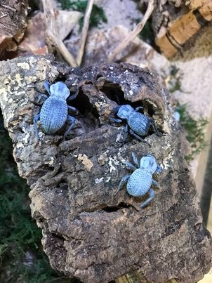 Blue Death Beetle by Predator and Prey Exotics - MorphMarket