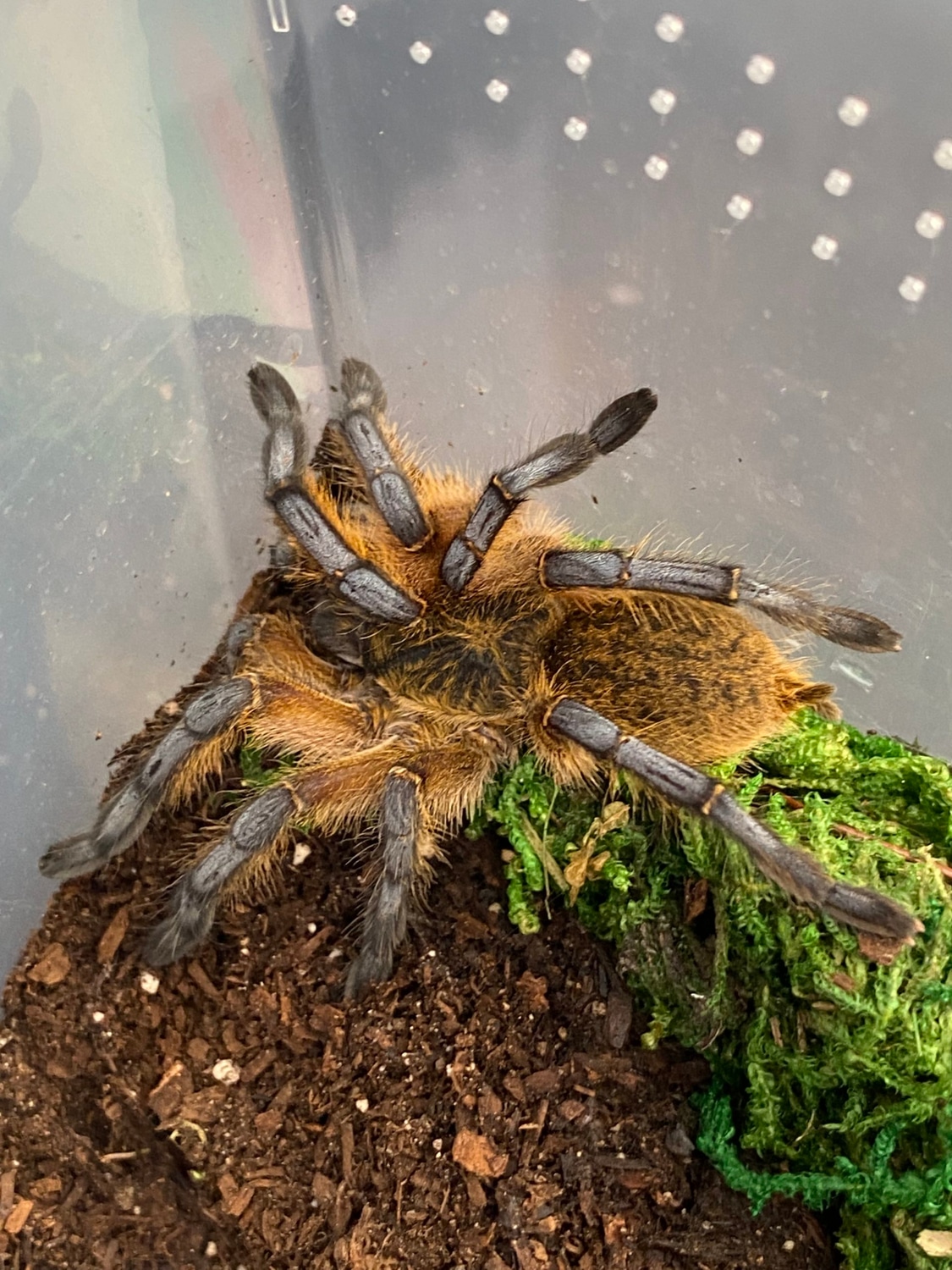 Harpactira Pulchripes (Golden Blue Foot Baboon) Tarantula by Predator ...