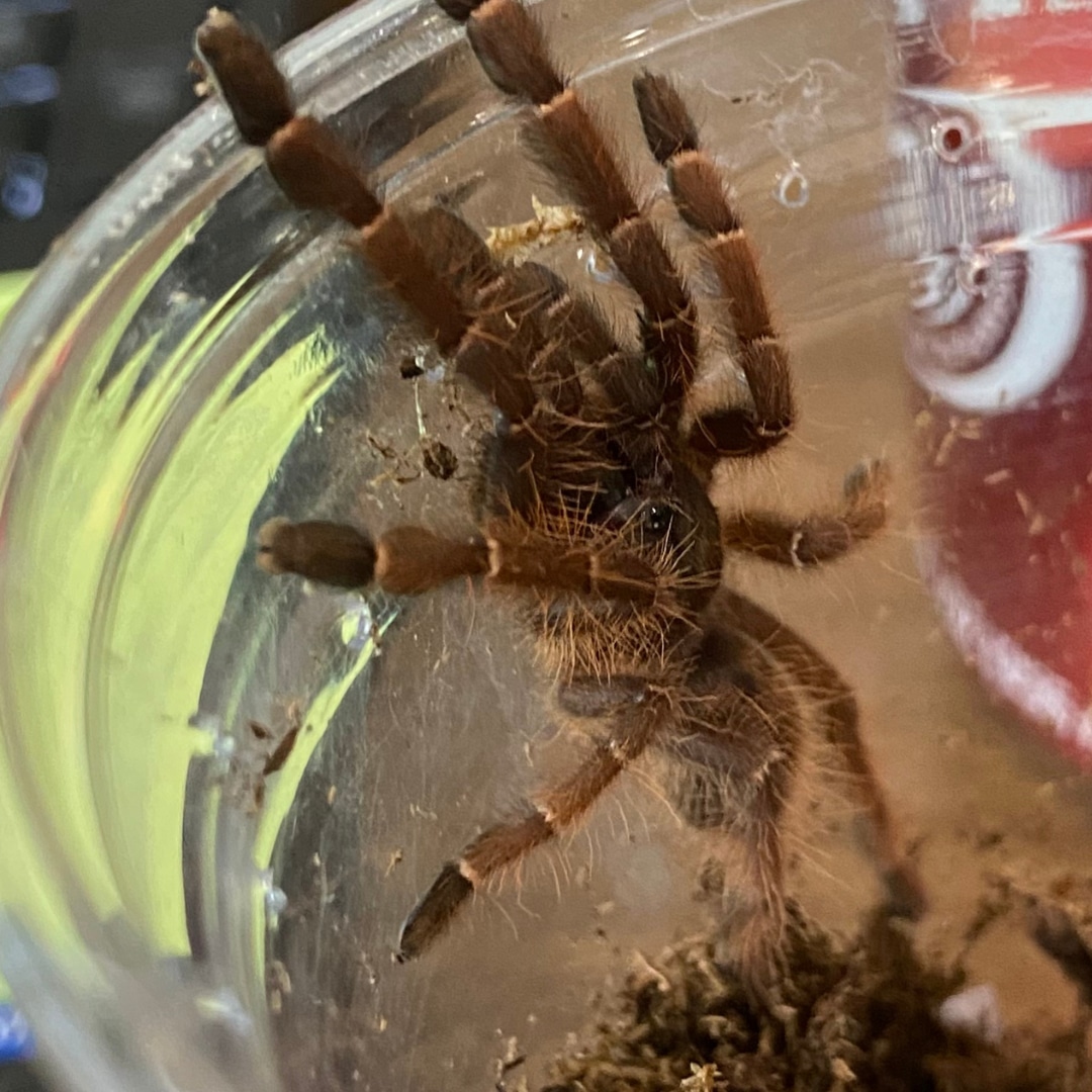Phormingochilus Sp. ‘Rufus’ (Peach Earth Tiger) Tarantula by Predator ...