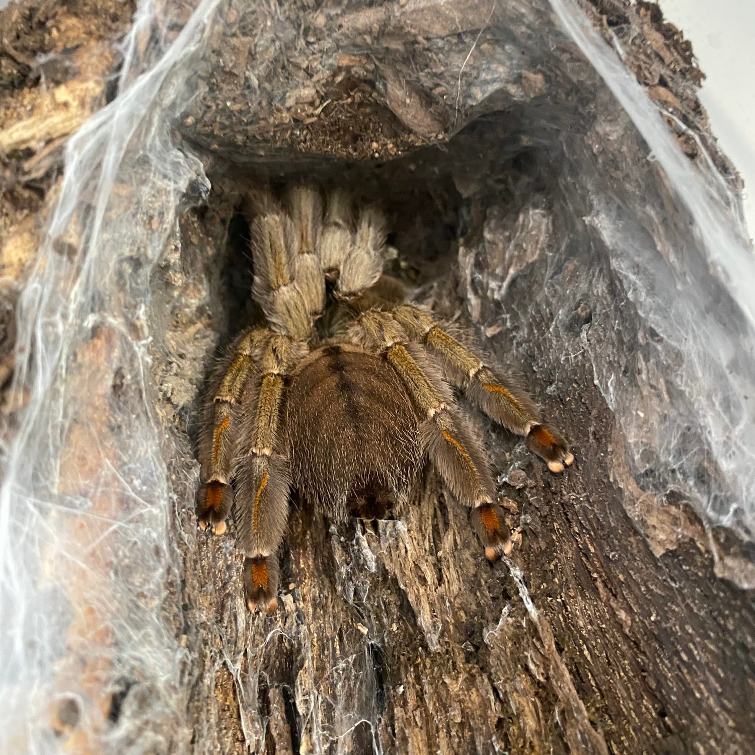 Psalmopoeus Cambridgei (Trinidad Chevron) Tarantula by Predator and ...