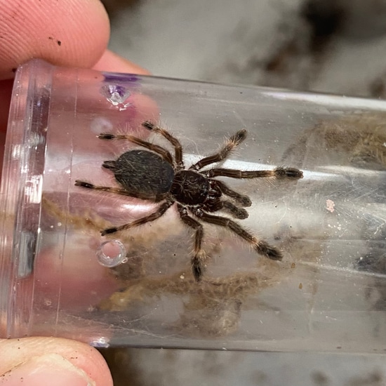Psalmopoeus Reduncus (Costa Rican Chevron Tarantula) by Predator and ...