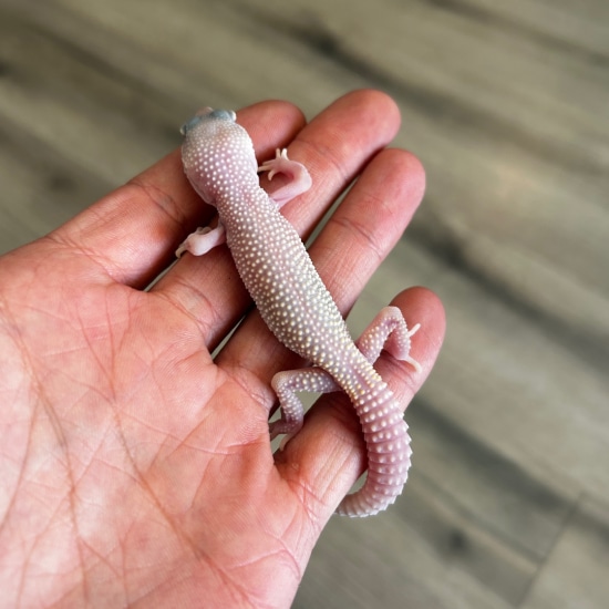 Diablo Blanco Leopard Gecko by Predator and Prey Exotics