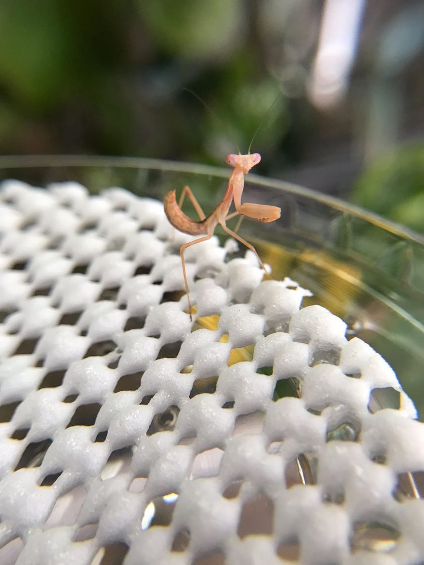 Sheild ( Rhombodera Kirbyi) Mantise by Predator and Prey Exotics ...