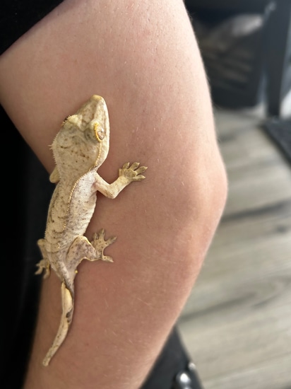 Phantom Crested Gecko by Predator and Prey Exotics