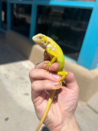 Albino Green Iguana by Predator and Prey Exotics