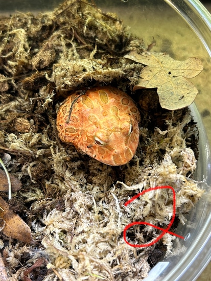 Strawberry PacMan Frog Pacman Frog by Predator and Prey Exotics