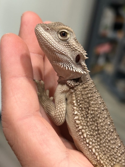 Zero Bearded Dragon by Predator and Prey Exotics