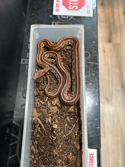 Tessera Cornsnake Corn Snake by Predator and Prey Exotics