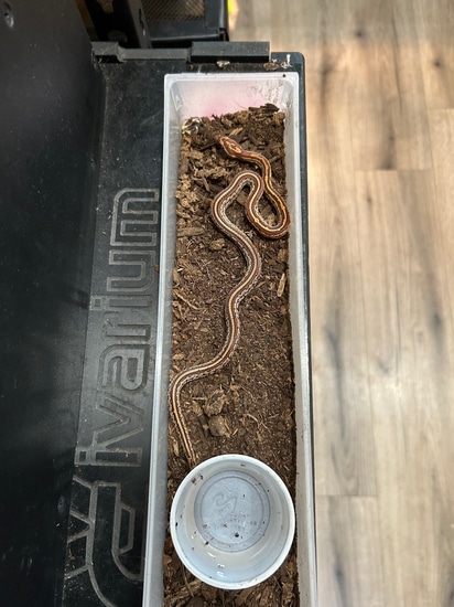 Tessera Cornsnake Corn Snake by Predator and Prey Exotics