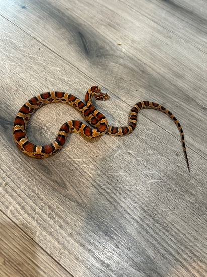 Okeetee Cornsnake Corn Snake by Predator and Prey Exotics