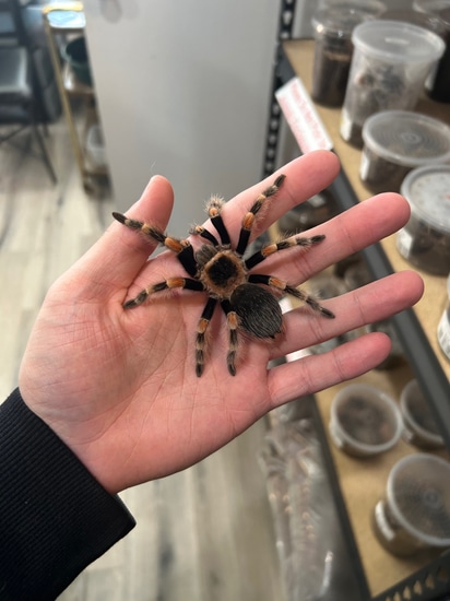 Female Mexican Red Knee Tarantula by Predator and Prey Exotics