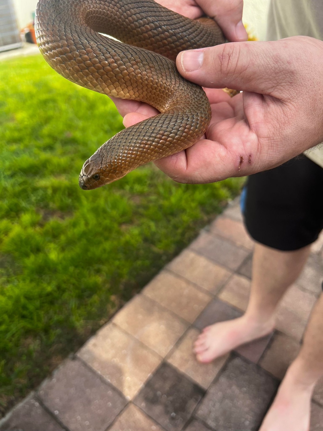 South African Mole Snake Pseudaspis Cana More Colubrid by For Real ...