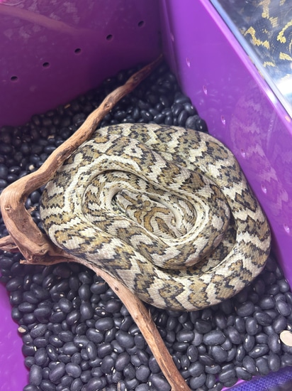 Super Caramel Coastal Coastal Carpet Python by For Real Reptiles