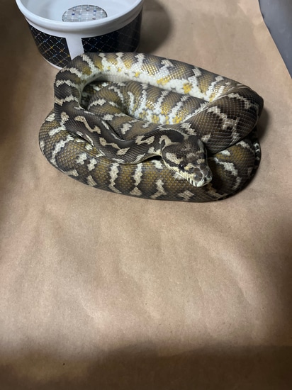 IJ (Papuan) Carpet Python 1.1 Proven Pair On Sale $650 Shipped Irian Jaya Carpet Python by For ...
