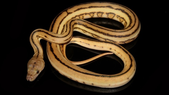 Super Tiger Reticulated Python by Prehistoric Pets