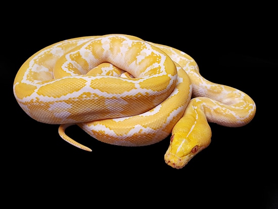 White Phase Reticulated Python by Prehistoric Pets