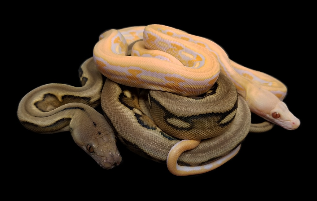 Dwarf Genetic Stripe Explosion Breeding Package Reticulated Python by ...