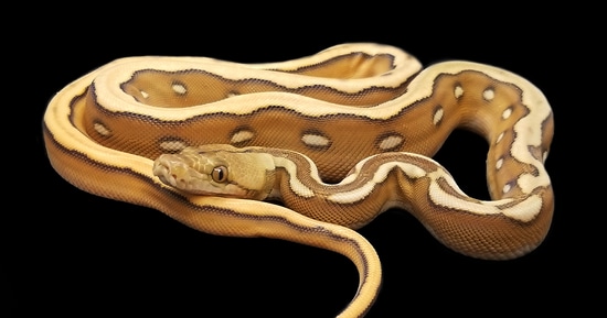 Sunfire Orange Ghost Stripe Reticulated Python by Prehistoric Pets