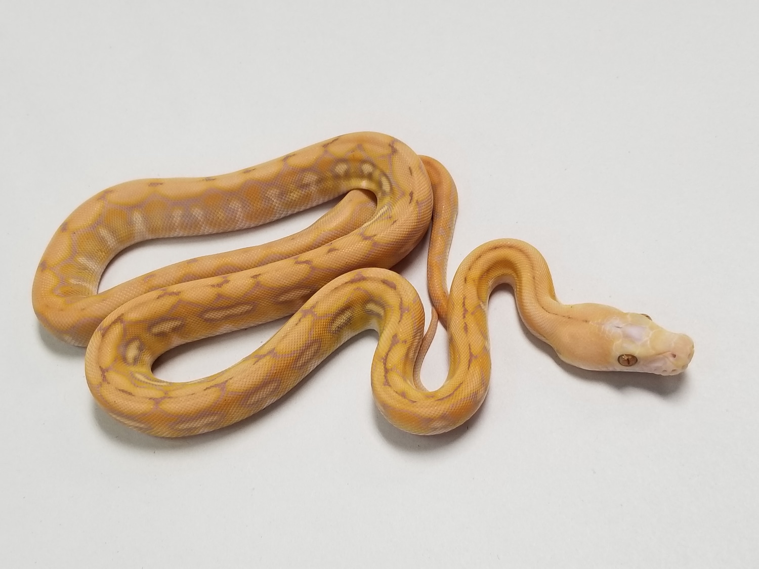 50% Super Dwarf (Kalatoa) Purple Tiger 66% Pos Het Snow Reticulated ...