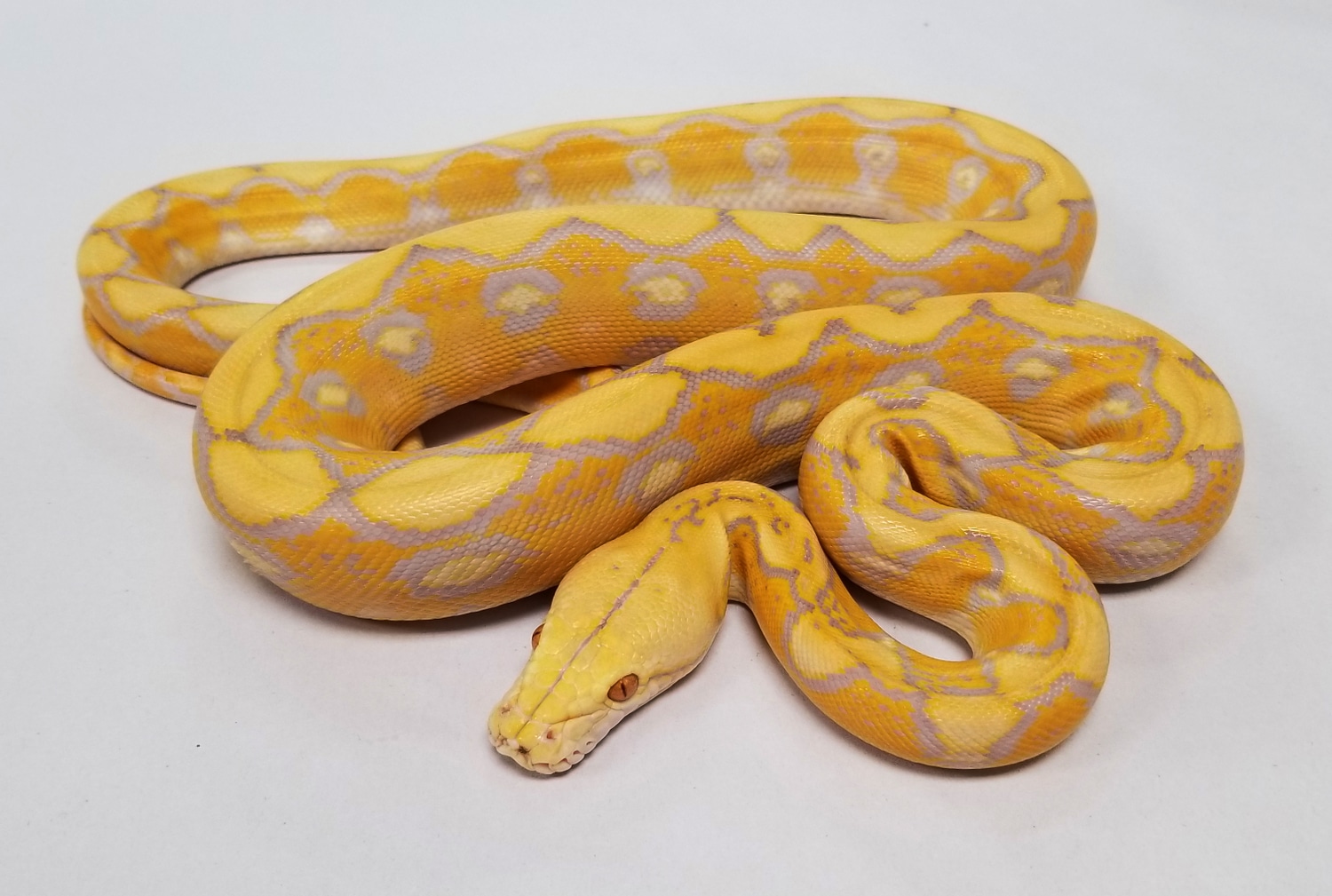 Sunfire Lavender Albino Reticulated Python by Prehistoric Pets ...