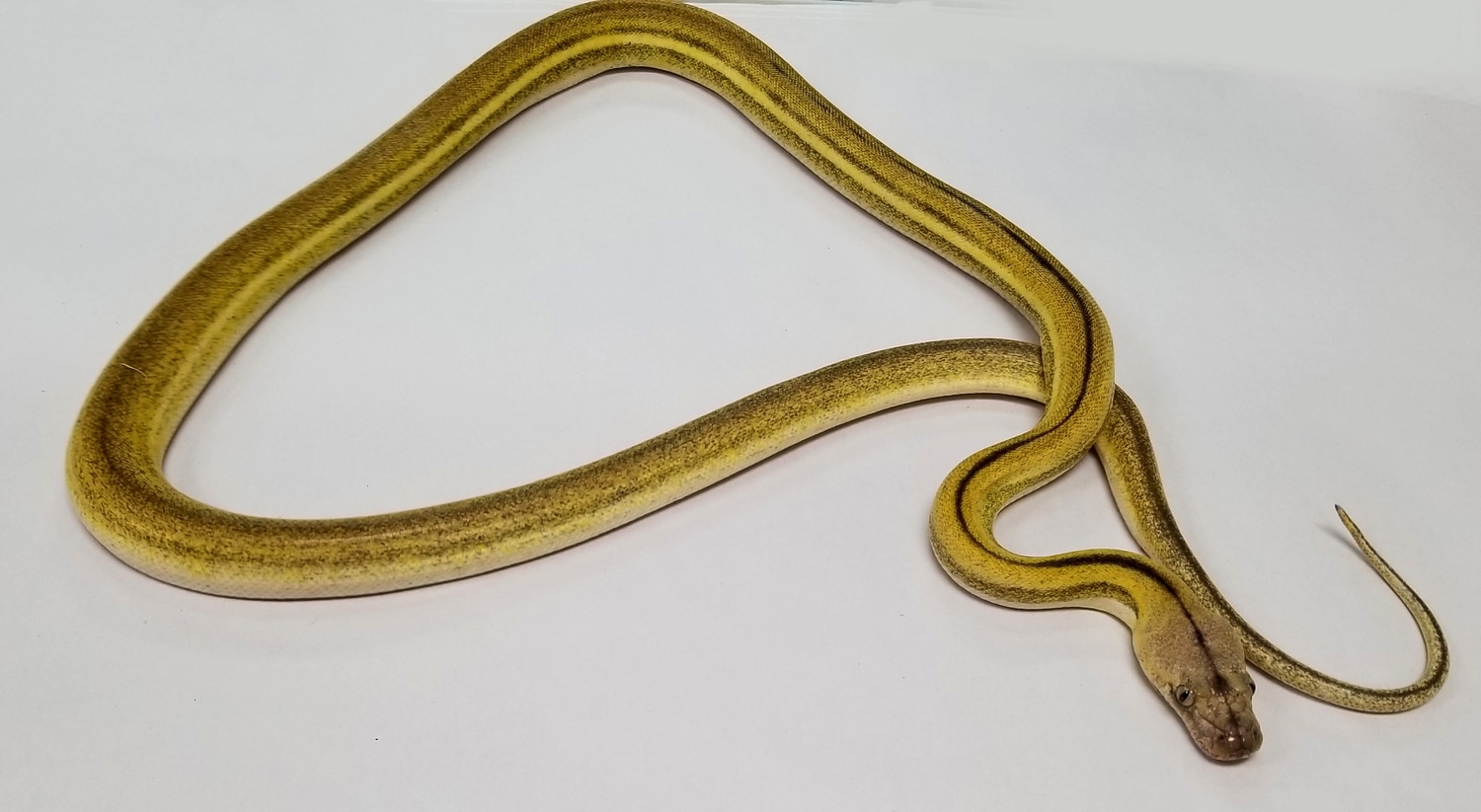 Titanium Sunfire Tiger Reticulated Python by Prehistoric Pets - MorphMarket