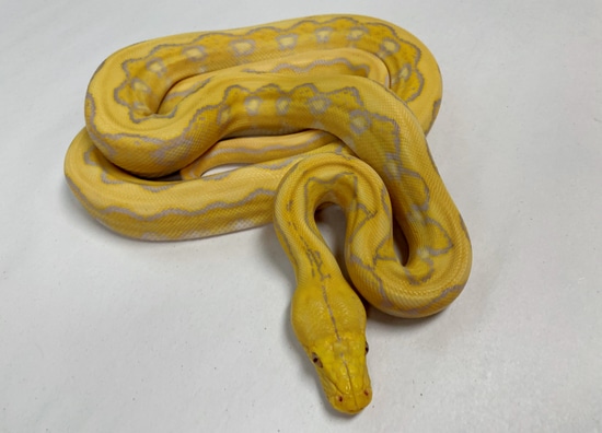 Platinum Sunfire Lavender Albino Reticulated Python by Prehistoric Pets