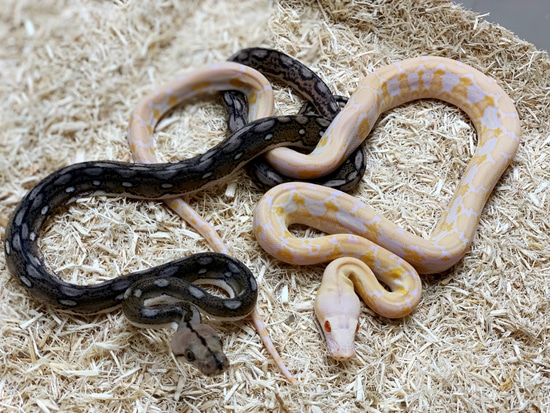 Blonde Motley Super Tiger Maker Pair Reticulated Python by Prehistoric Pets