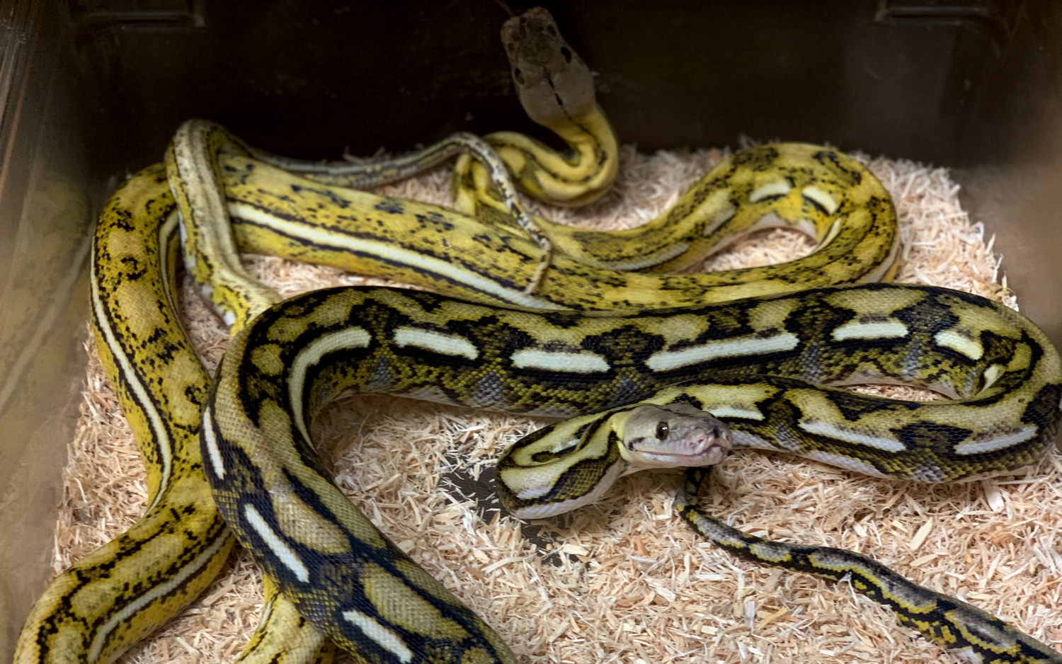 Platinum Clown Maker Package Reticulated Python by Prehistoric Pets ...