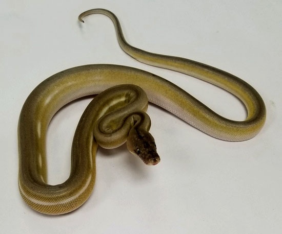 Titanium Tiger Reticulated Python by Prehistoric Pets - MorphMarket
