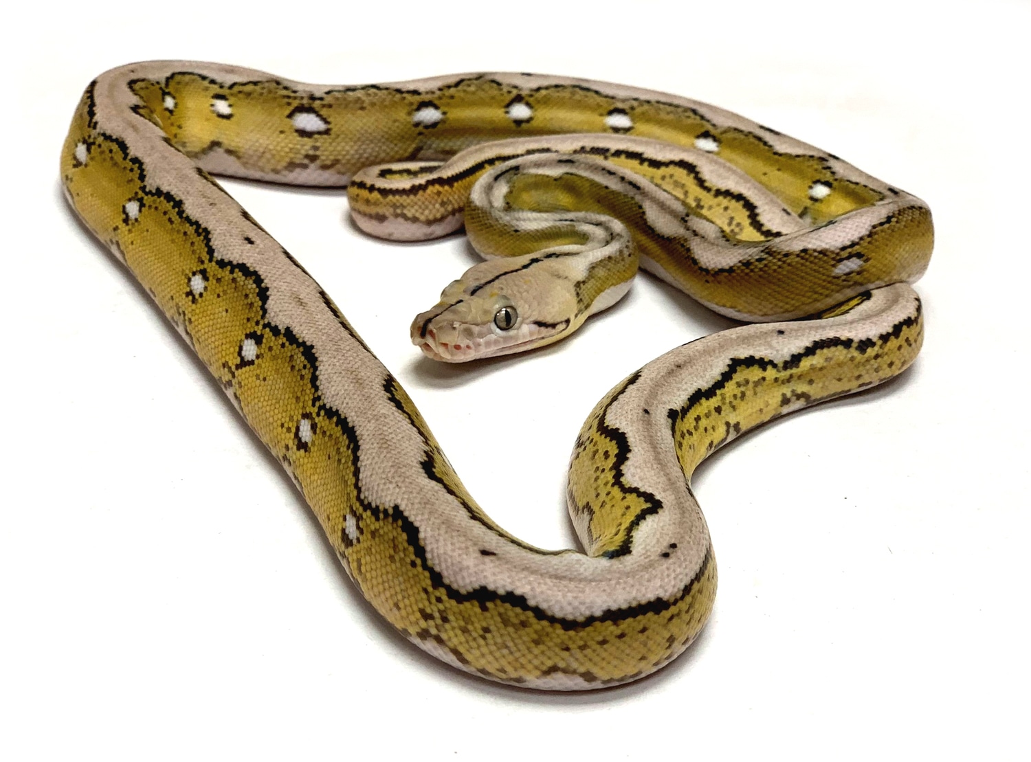 Platinum Motley Tiger Reticulated Python by Prehistoric Pets - MorphMarket