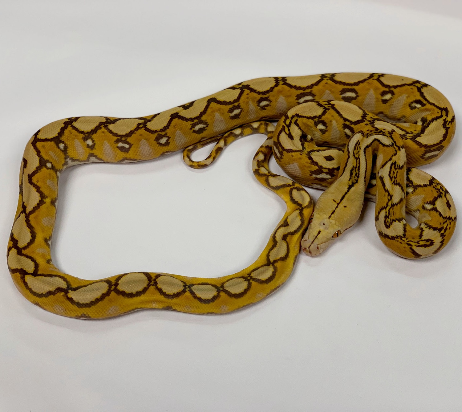 Mochino Sunfire Reticulated Python by Prehistoric Pets - MorphMarket