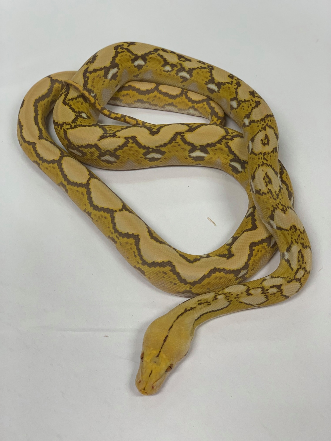 Mochino Reticulated Python by Prehistoric Pets - MorphMarket
