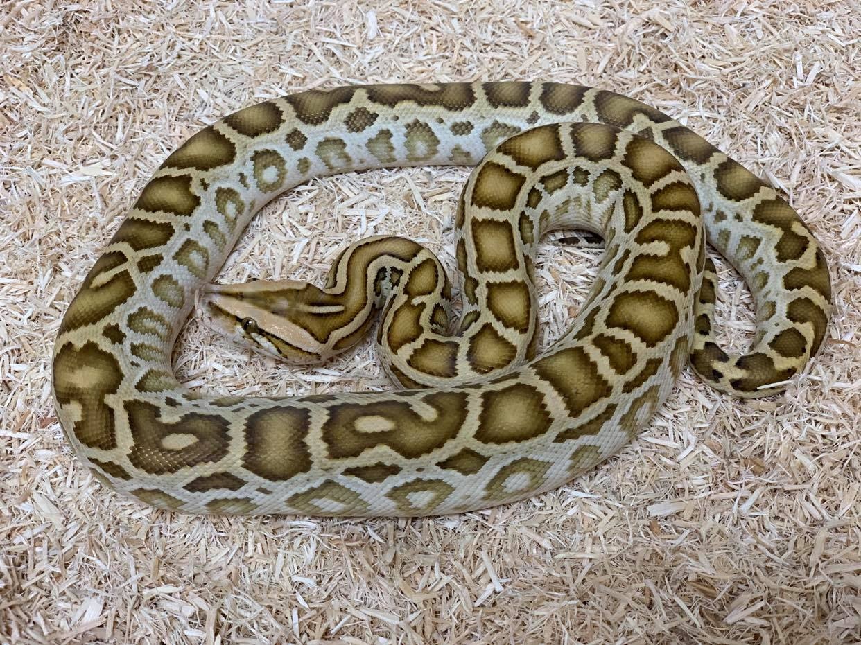 Hypo Burmese Python by Prehistoric Pets - MorphMarket