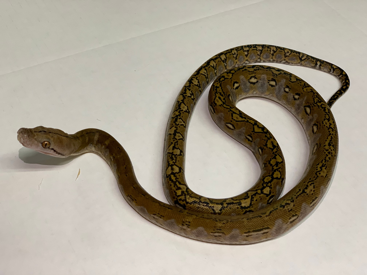 Super Dwarf Het Albino Reticulated Python by Prehistoric Pets - MorphMarket