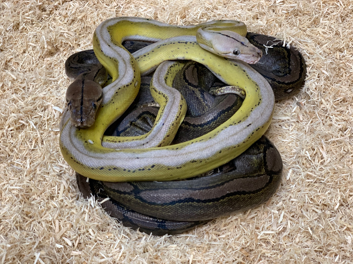 Deluxe Super Motley Maker Pair Reticulated Python by Prehistoric Pets ...