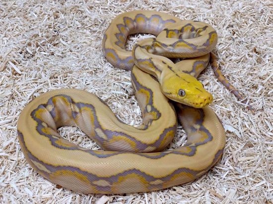 Dwarf Purple Albino Reticulated Python by Prehistoric Pets - MorphMarket