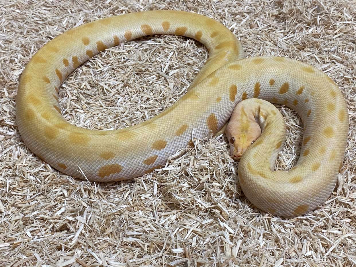 Albino Green Burmese Python by Prehistoric Pets - MorphMarket