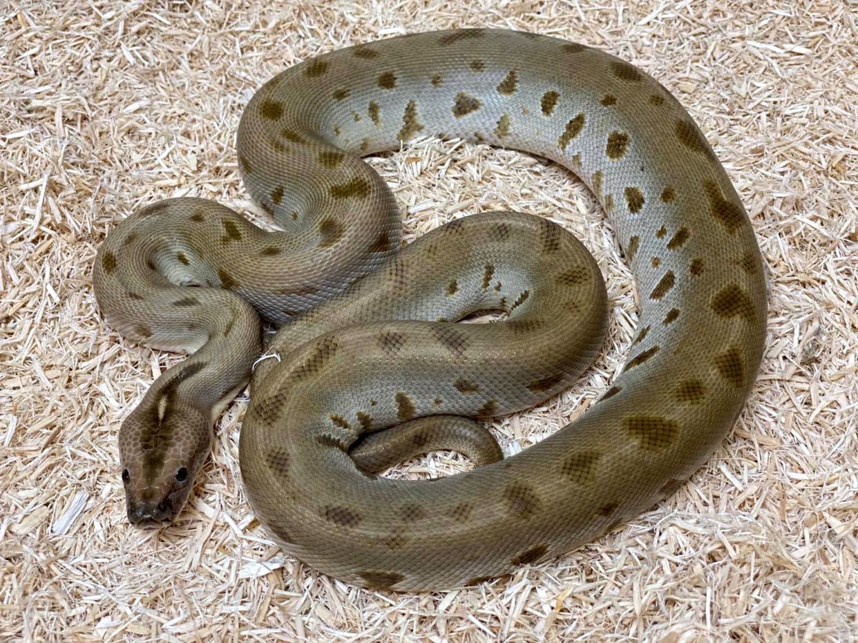 Green Burmese Python by Prehistoric Pets - MorphMarket