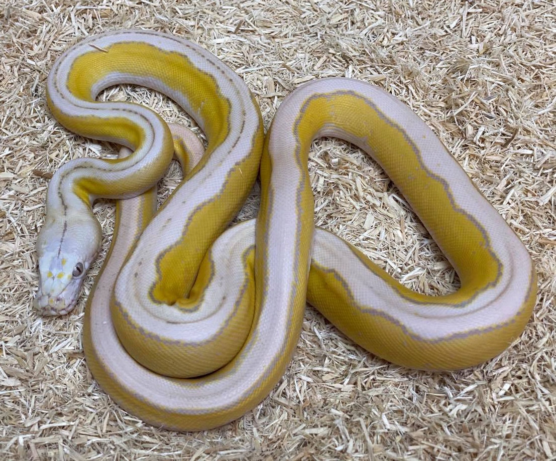 Motley Platinum Purple Albino Tiger Reticulated Python by Prehistoric ...
