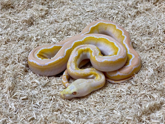 White Albino Motley Reticulated Python by Prehistoric Pets