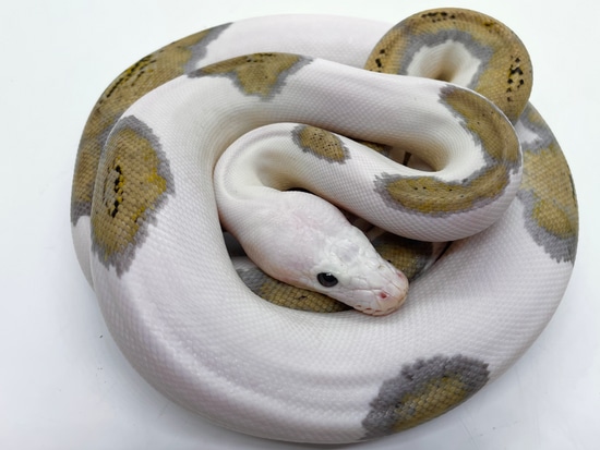 White Head High White Platinum Pied (Probable Super Tiger, Probable ...