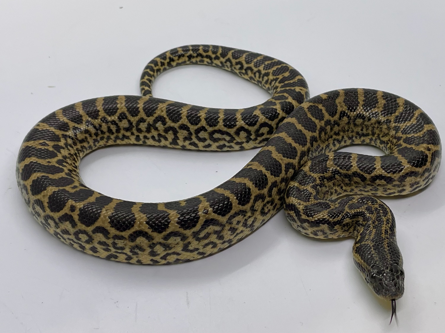 Yellow Anaconda by Prehistoric Pets - MorphMarket