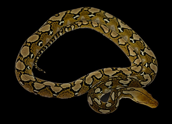 Classic Reticulated Python by Prehistoric Pets