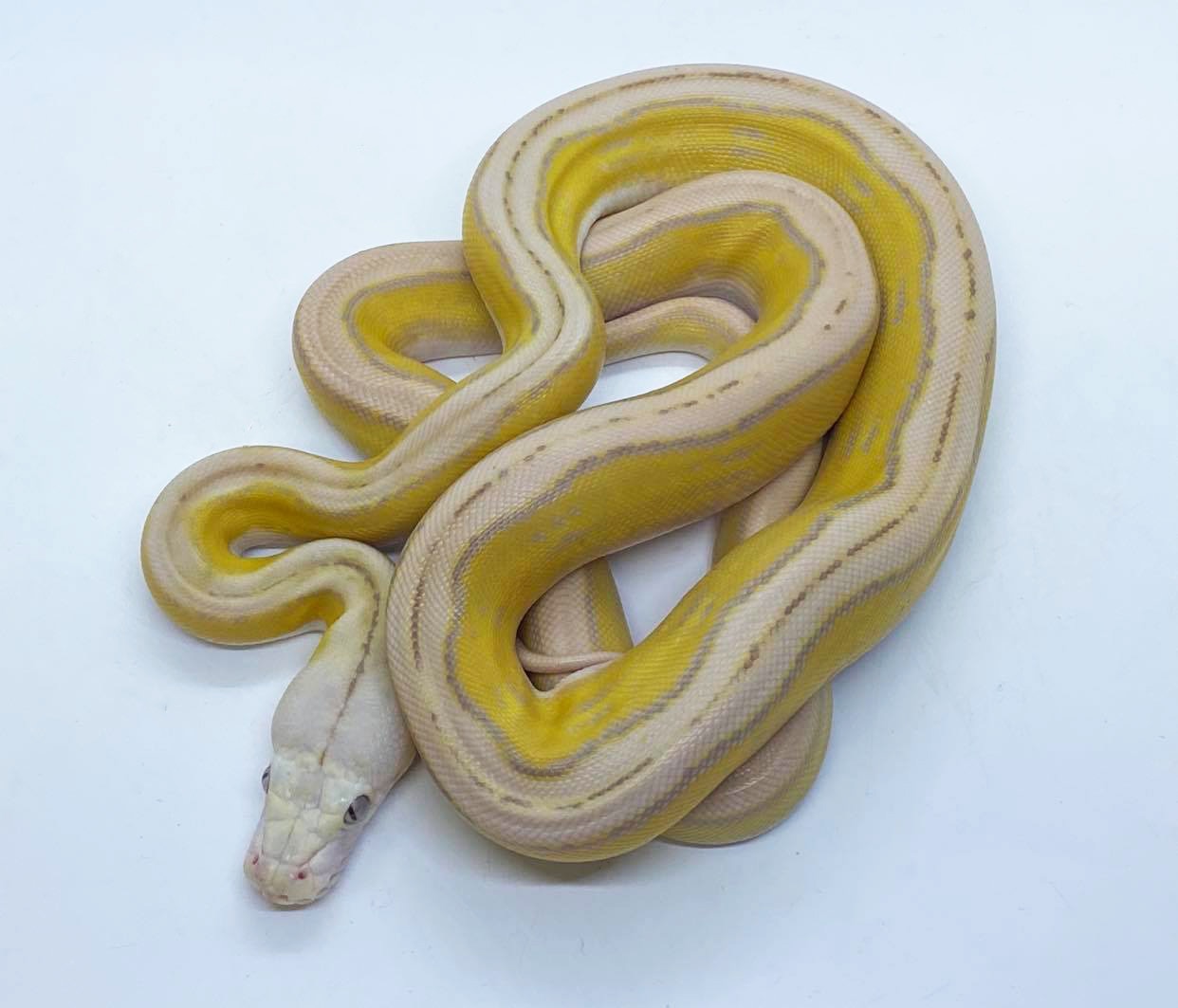 Purple Albino Sunfire Tiger Motley Reticulated Python by Prehistoric ...