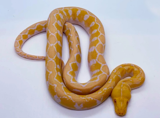 White Platinum Citron Reticulated Python by Prehistoric Pets
