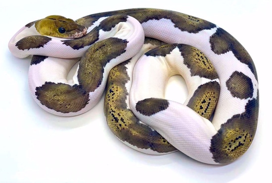 Tiger Pied Probable Citron Reticulated Python by Prehistoric Pets