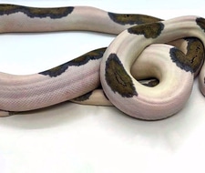 Pied Reticulated Pythons for Sale - MorphMarket US & Canada